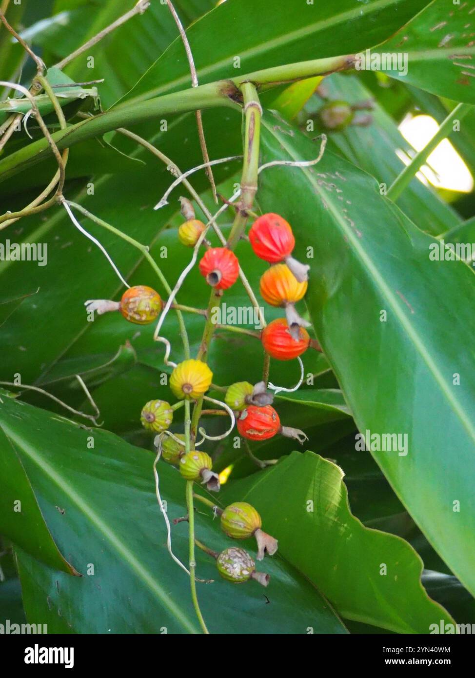 Shell ginger (Alpinia zerumbet Stock Photo - Alamy