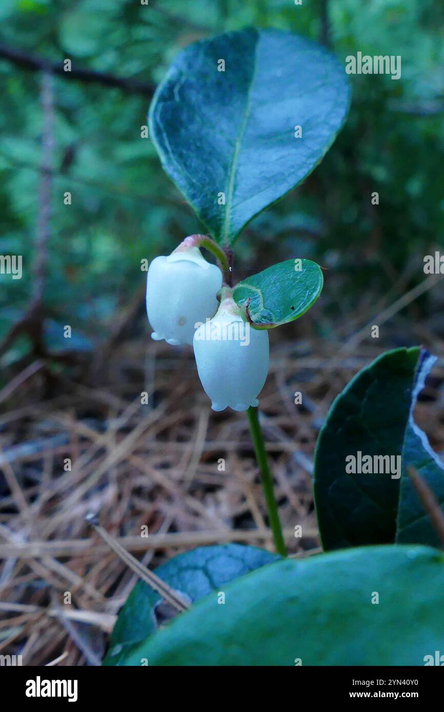 Eastern Teaberry (Gaultheria procumbens Stock Photo - Alamy
