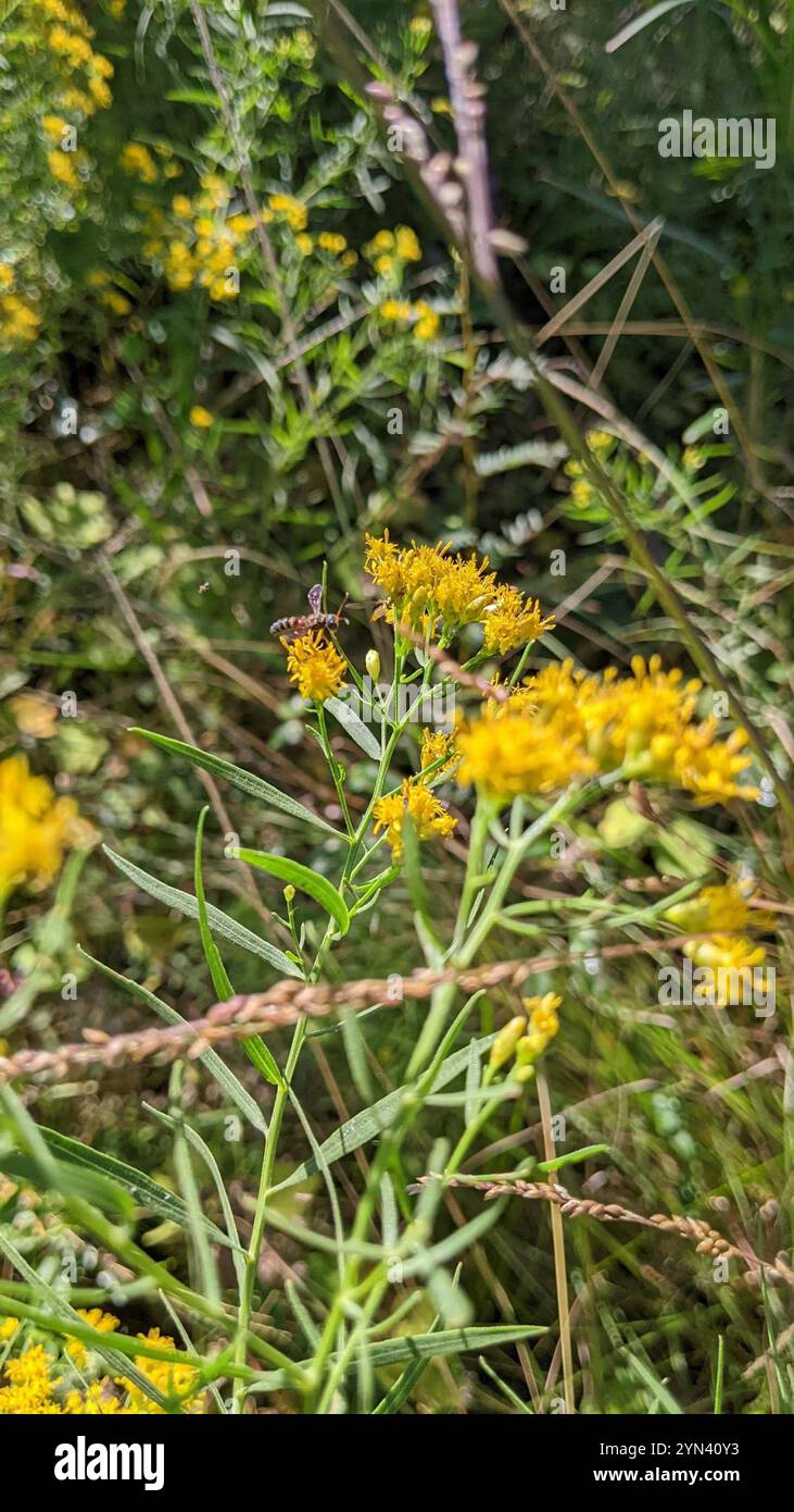 Square-headed Wasps, Sand Wasps, and Allies (Crabronidae Stock Photo ...