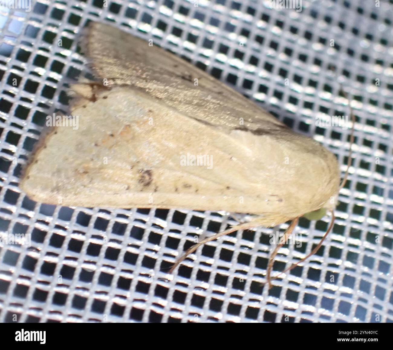 Owlet Moths and Allies (Noctuoidea Stock Photo - Alamy