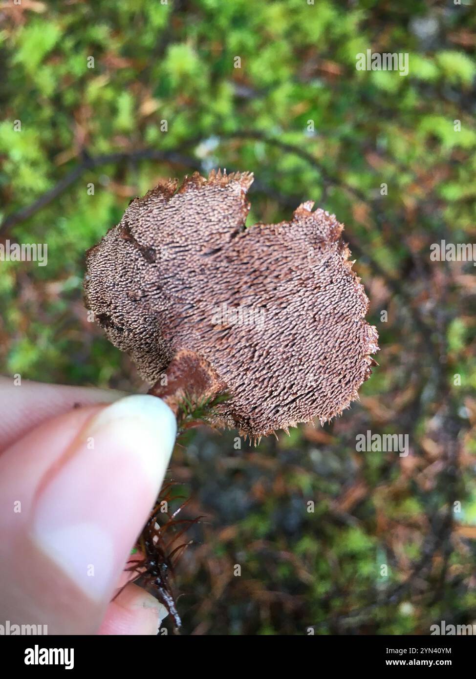 Brown Funnel Polypore (Coltricia perennis Stock Photo - Alamy