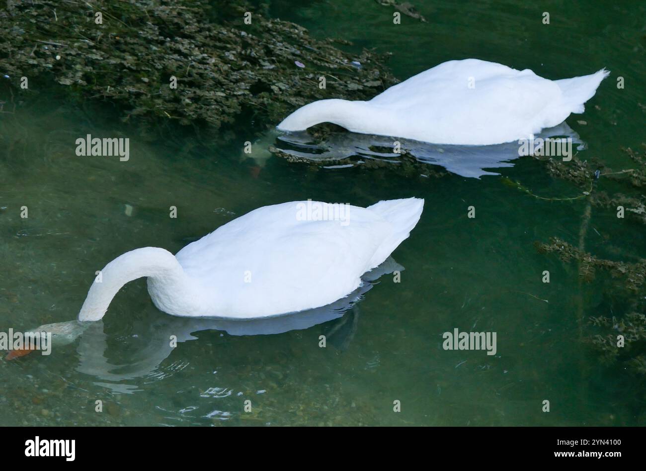 Food for predator hi-res stock photography and images - Alamy