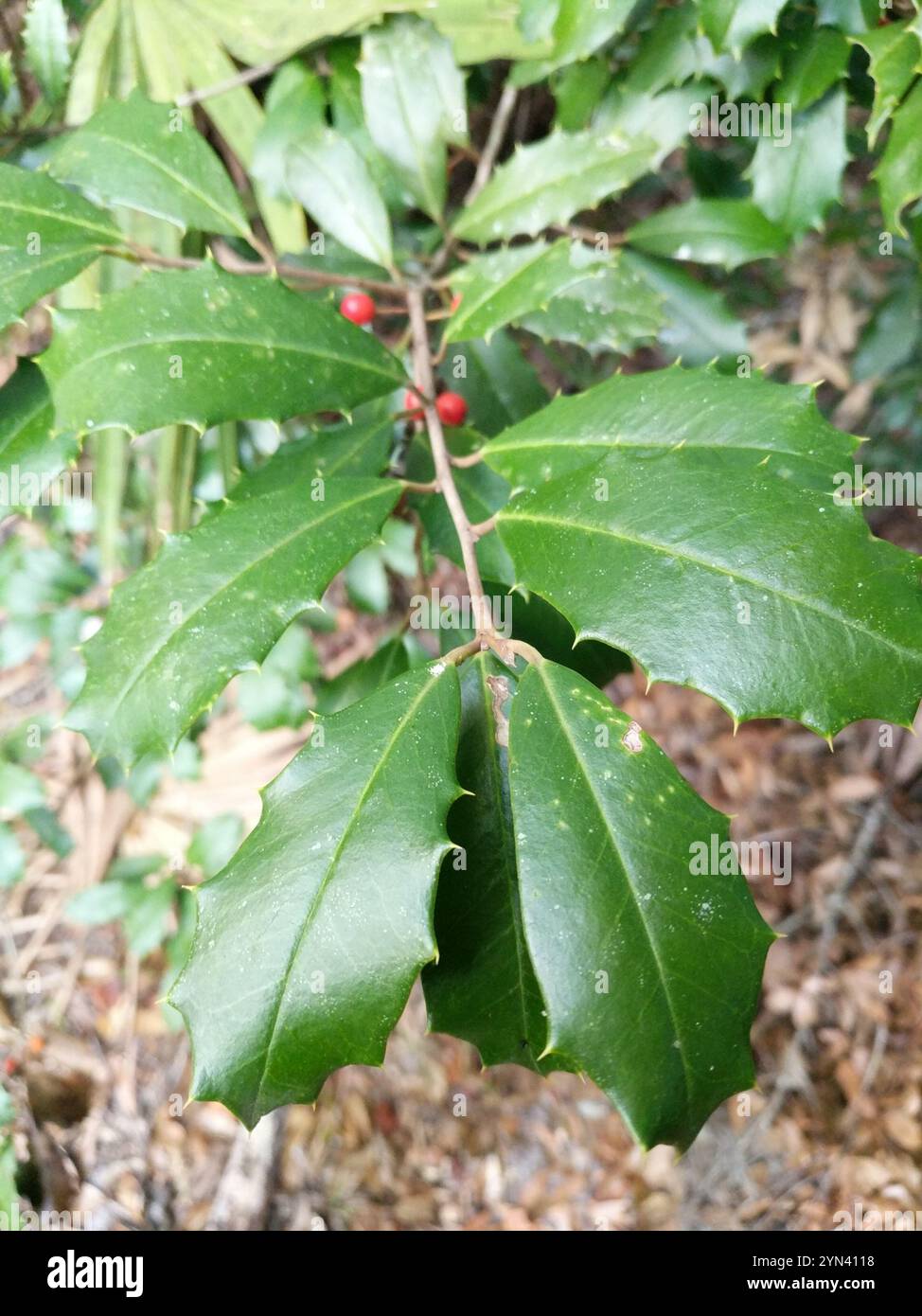 American holly (Ilex opaca Stock Photo - Alamy