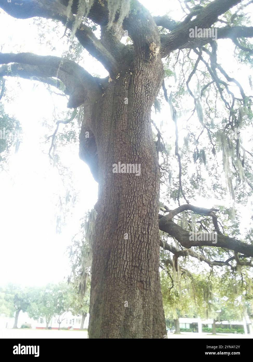 southern live oak (Quercus virginiana Stock Photo - Alamy