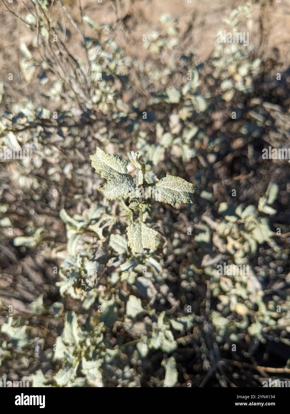 triangle-leaf bursage (Ambrosia deltoidea Stock Photo - Alamy