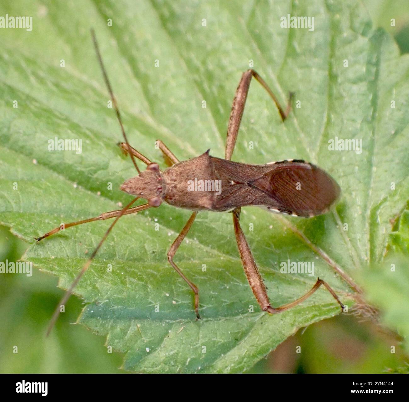 Riptortus hi-res stock photography and images - Alamy