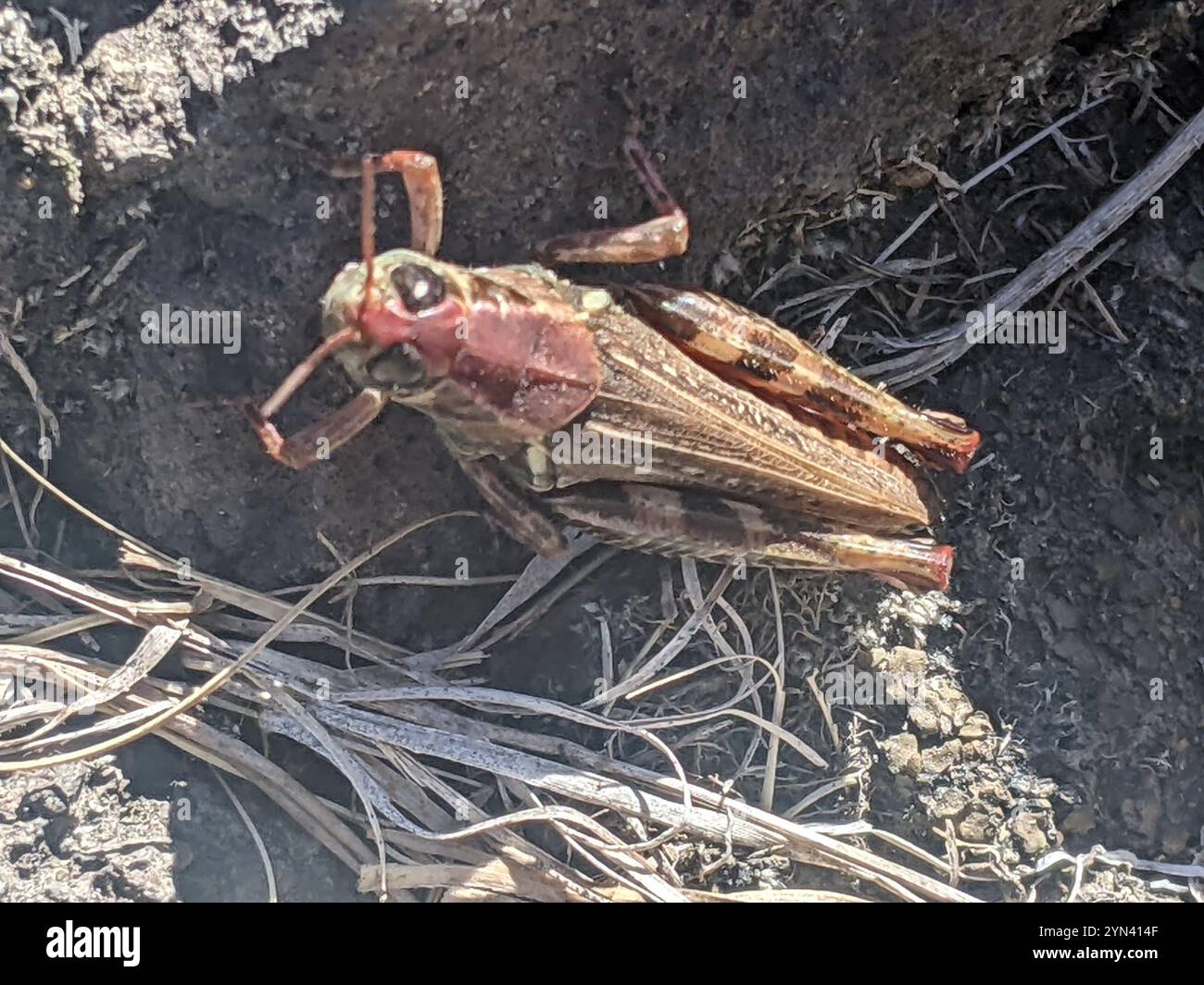 Red-legged Grasshopper (Melanoplus femurrubrum Stock Photo - Alamy