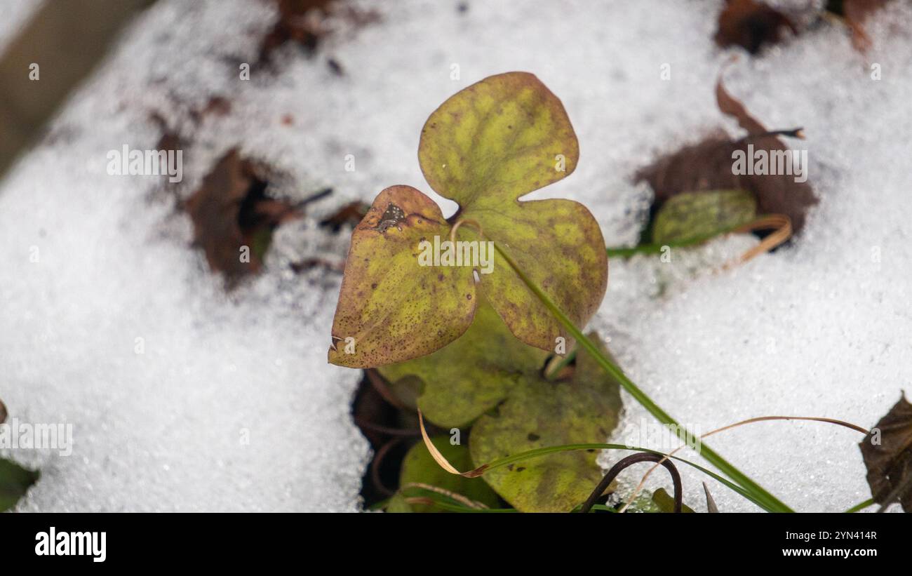 sharp-lobed hepatica (Hepatica acutiloba Stock Photo - Alamy
