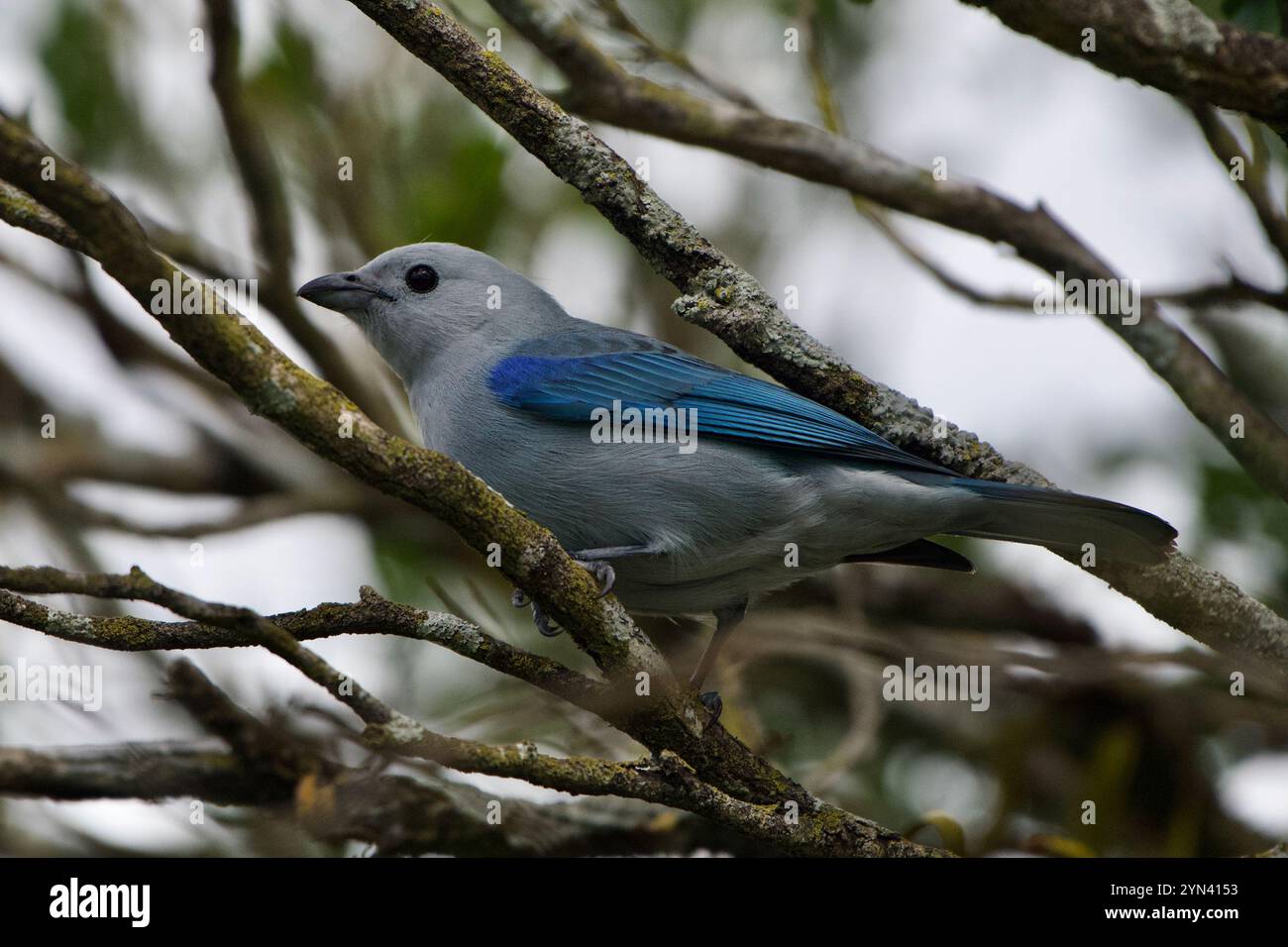 Blue-gray Tanager (Thraupis episcopus Stock Photo - Alamy