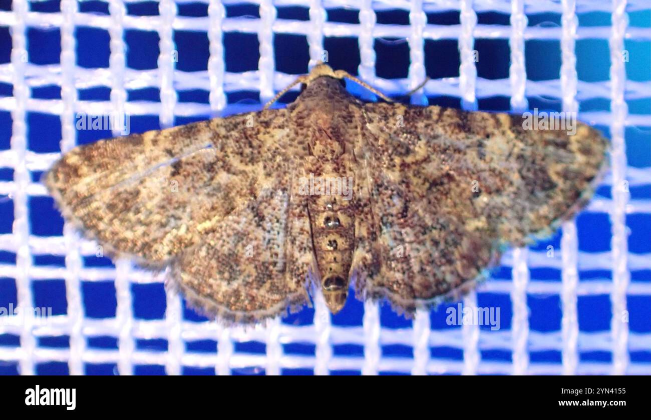Underwing, Tiger, Tussock, and Allied Moths (Erebidae Stock Photo - Alamy