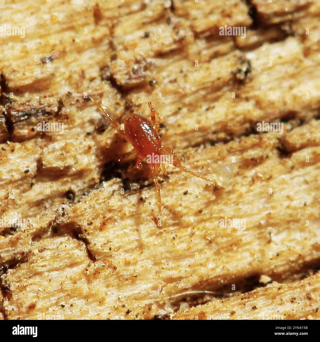 Prostigmata hi-res stock photography and images - Alamy