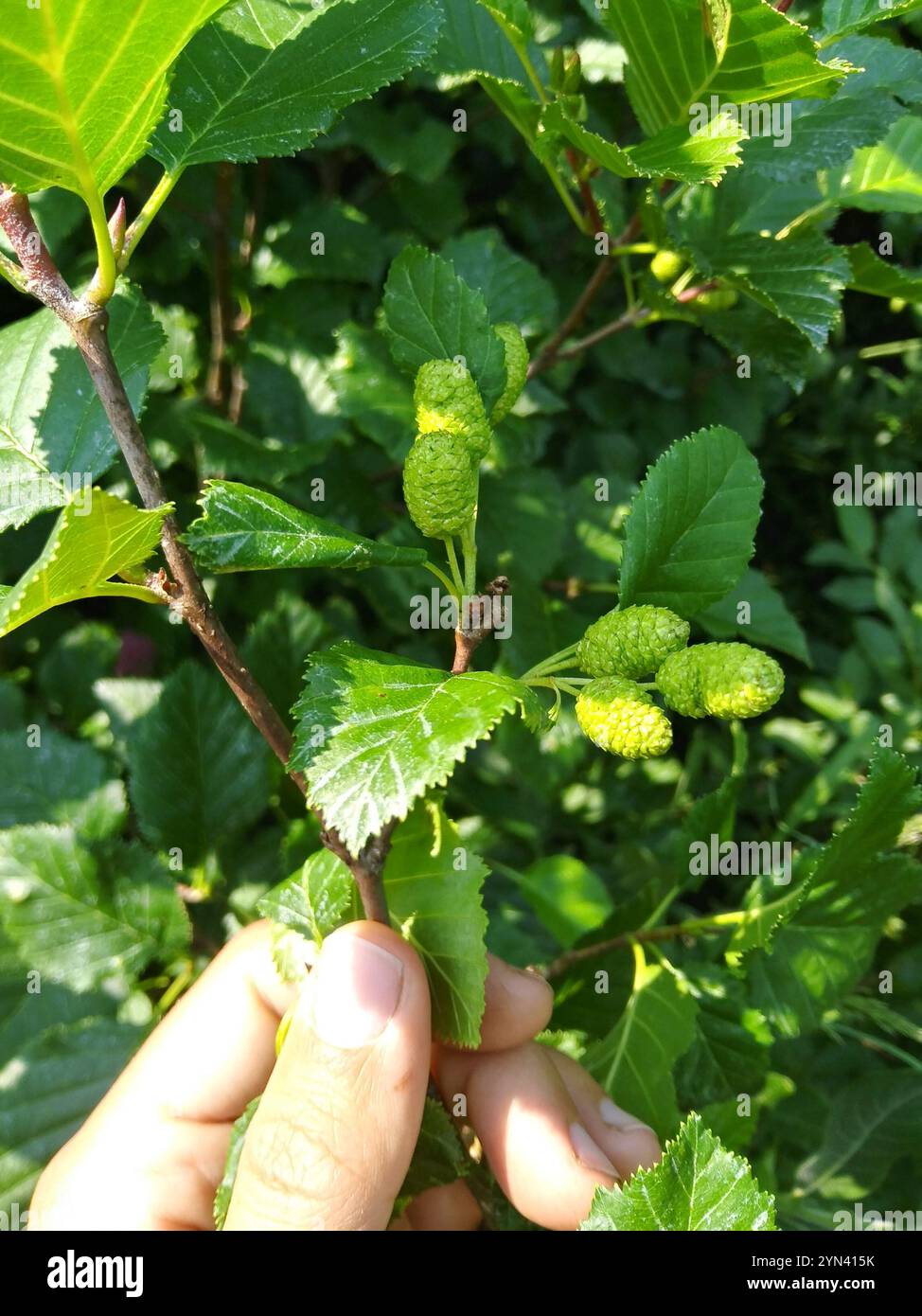 Sitka Alder (Alnus alnobetula sinuata Stock Photo - Alamy