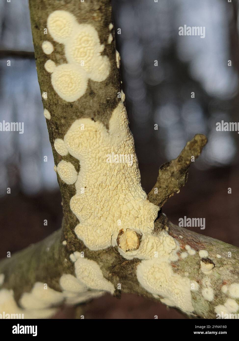 Milk-white Toothed Polypore (Irpex lacteus Stock Photo - Alamy
