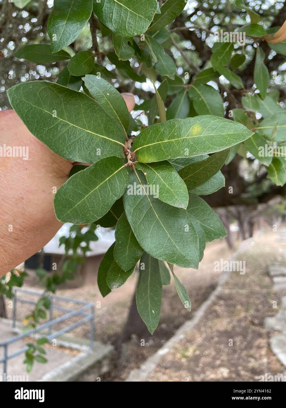 Texas live oak (Quercus fusiformis Stock Photo - Alamy