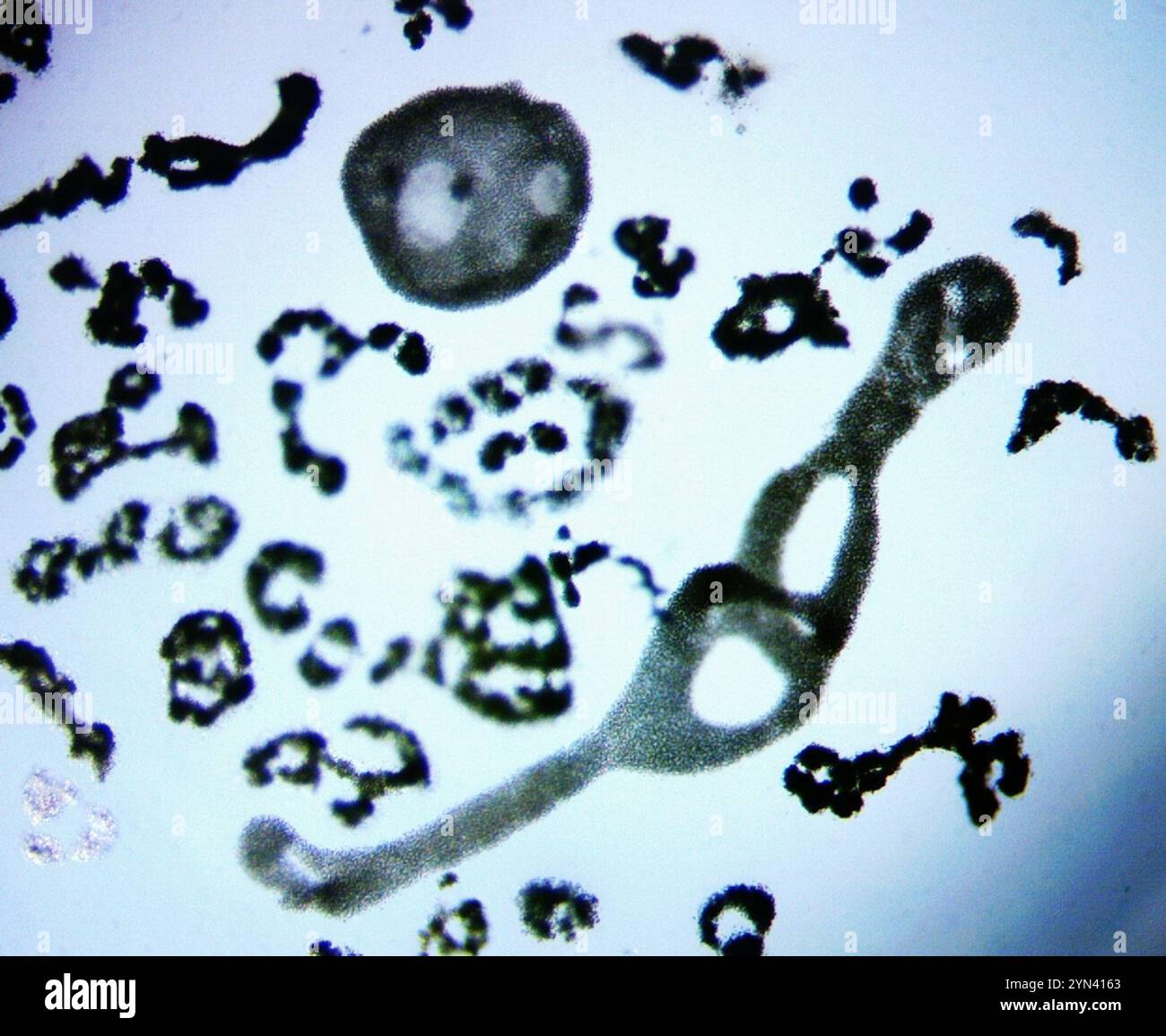 Microcystis aeruginosa hi-res stock photography and images - Alamy