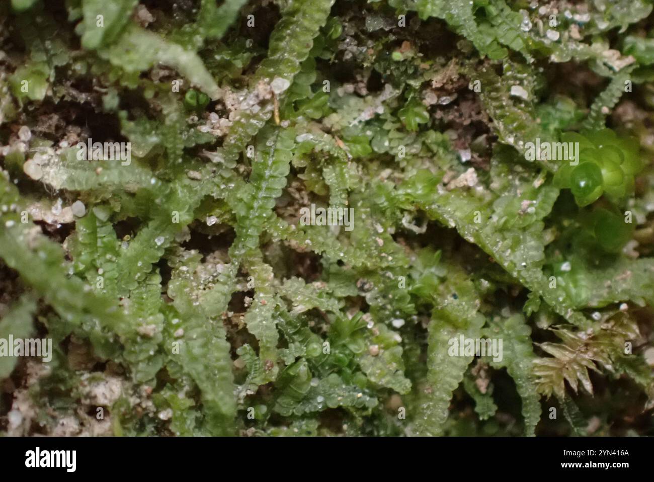 Odontoschisma sphagni hi-res stock photography and images - Alamy