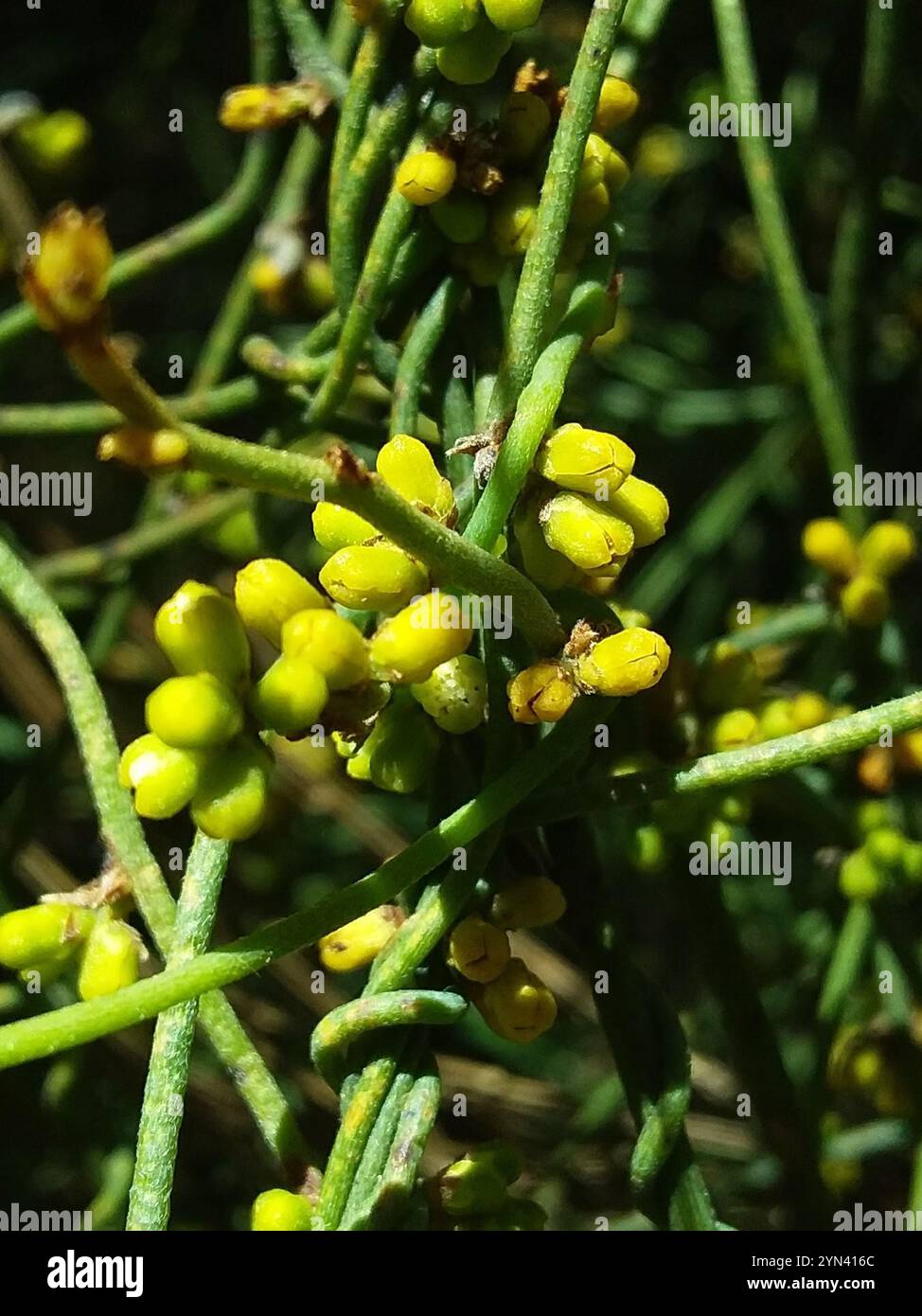 Downy Dodder-laurel (Cassytha pubescens Stock Photo - Alamy
