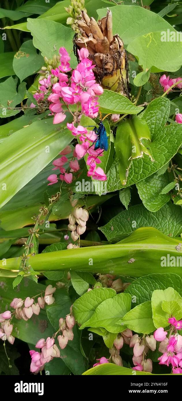 Orange-horned Tarantula Hawk (Pepsis ruficornis Stock Photo - Alamy