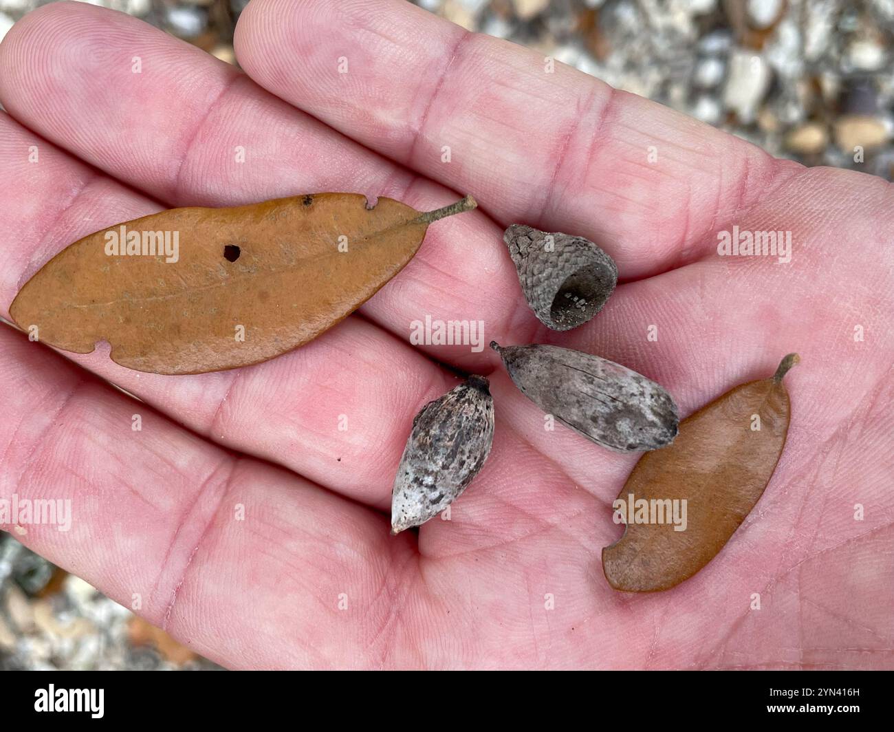 Texas live oak (Quercus fusiformis Stock Photo - Alamy