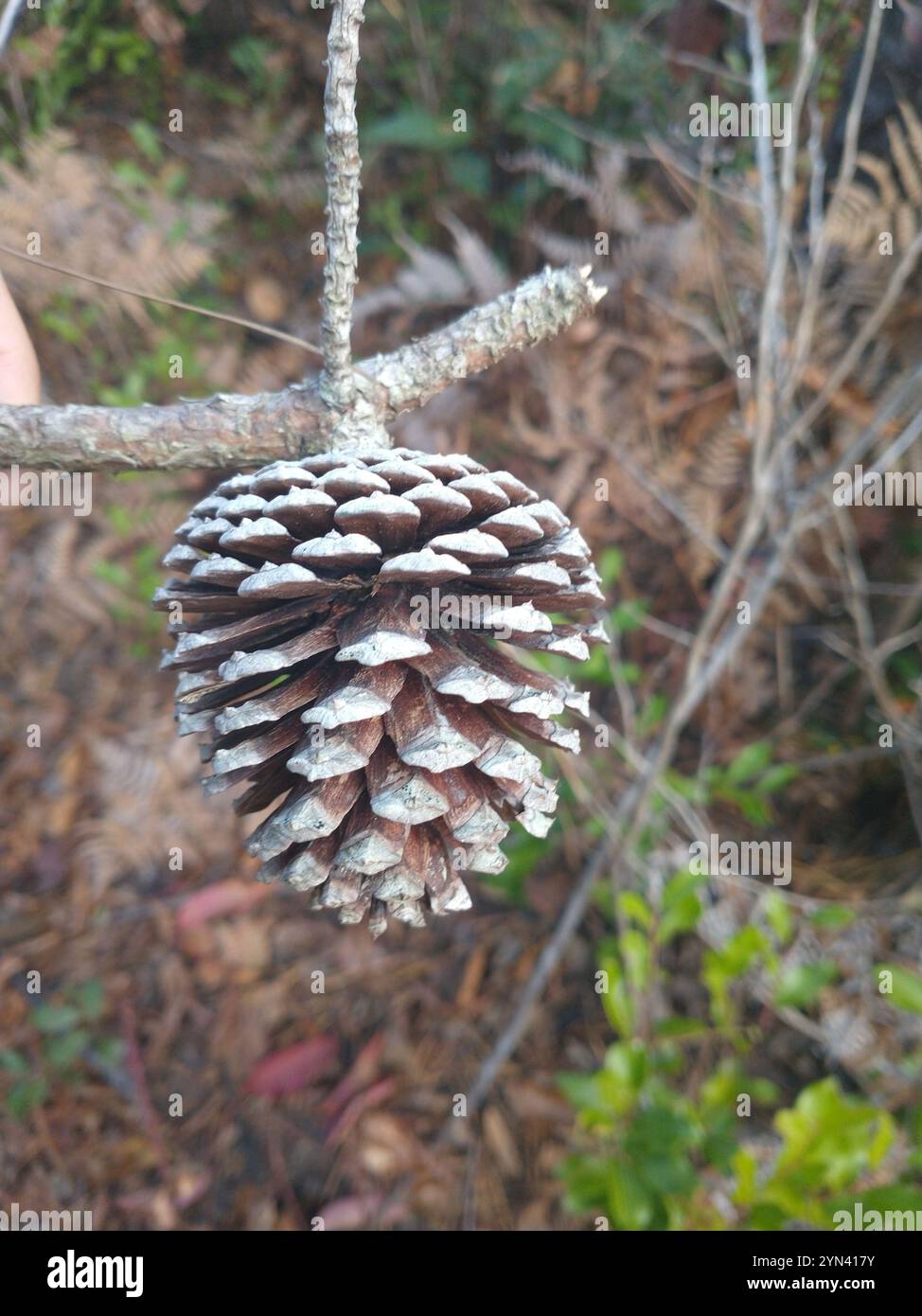 pond pine (Pinus serotina Stock Photo - Alamy