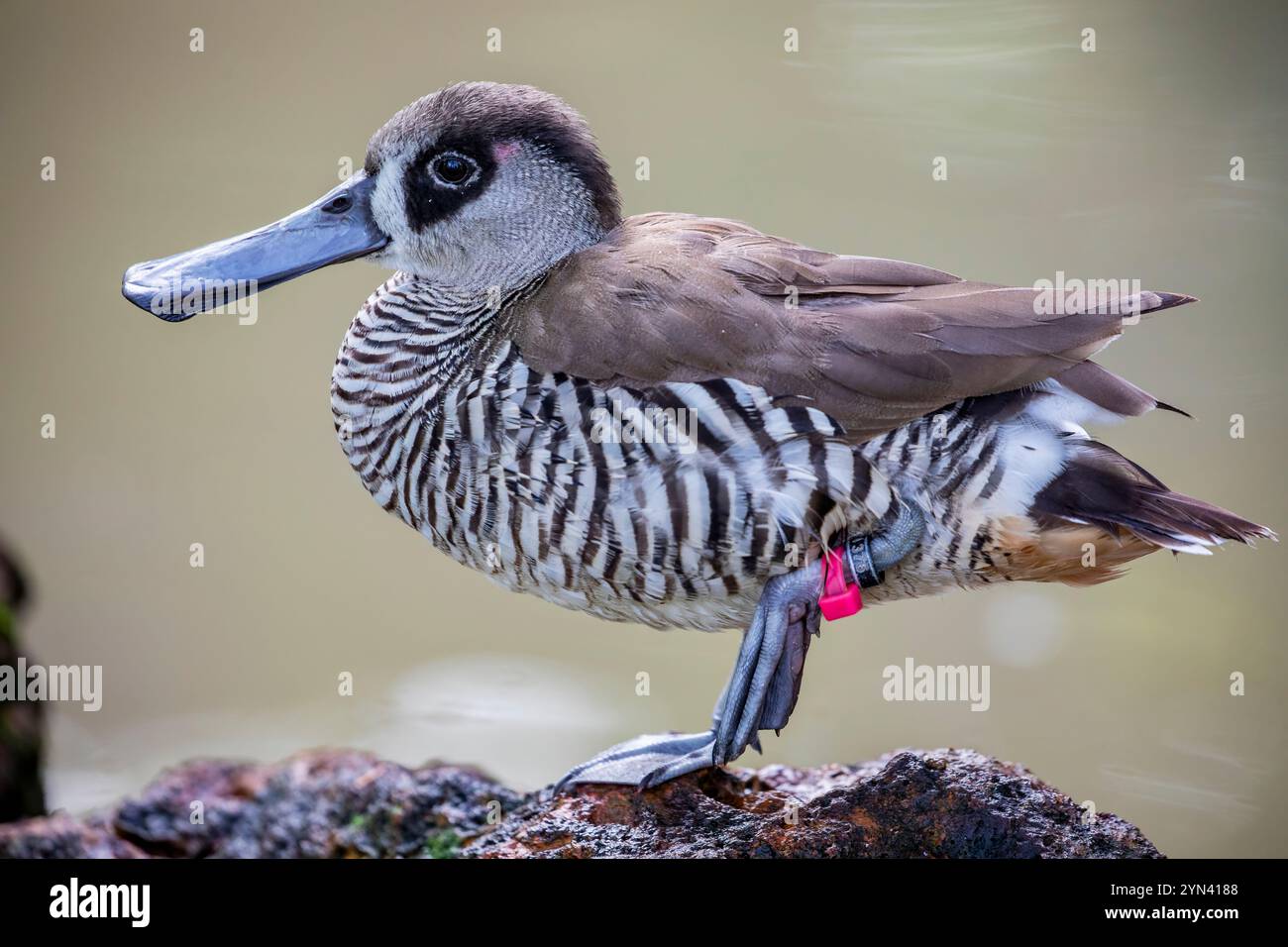 The Pink-eared Duck (Malacorhynchus membranaceus) is a small, unique ...