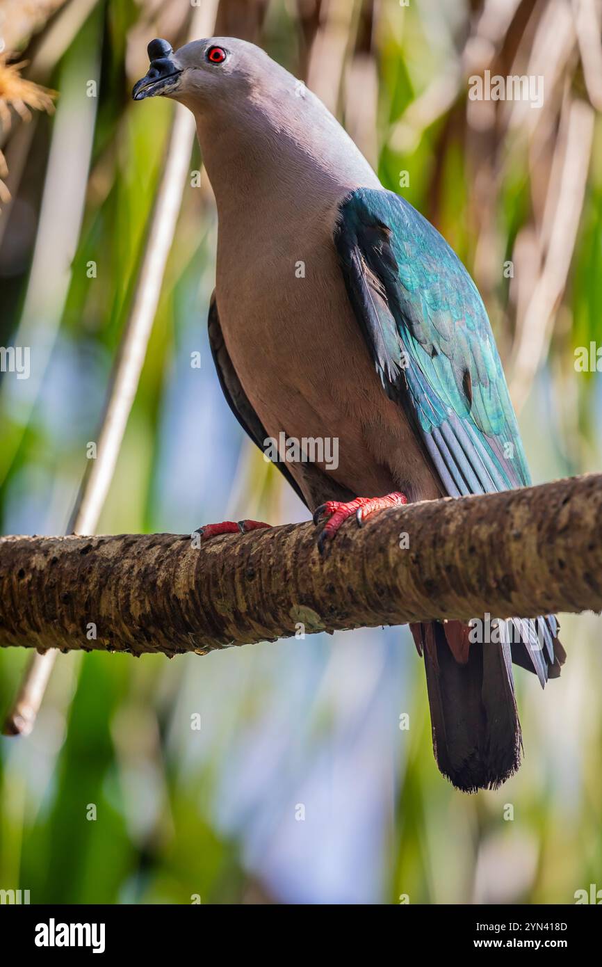 An Pacific imperial pigeon (Ducula pacifica) is a widespread species of ...