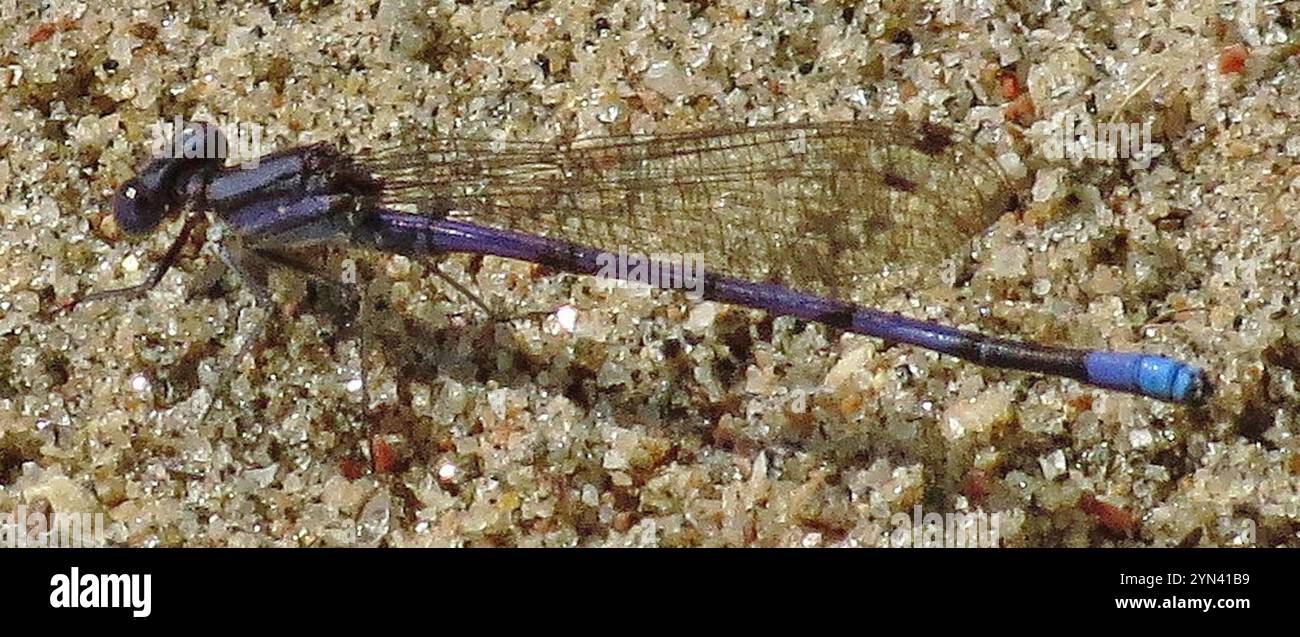 Variable Dancer (Argia fumipennis Stock Photo - Alamy