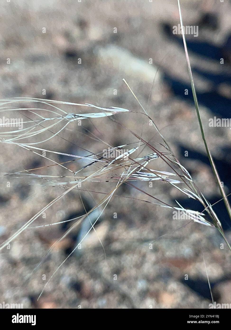 Purple Threeawn (Aristida purpurea Stock Photo - Alamy