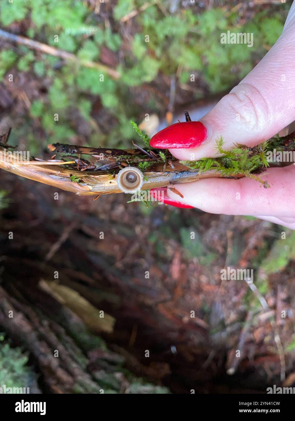 jellied bird's nest fungus (Nidula candida Stock Photo - Alamy