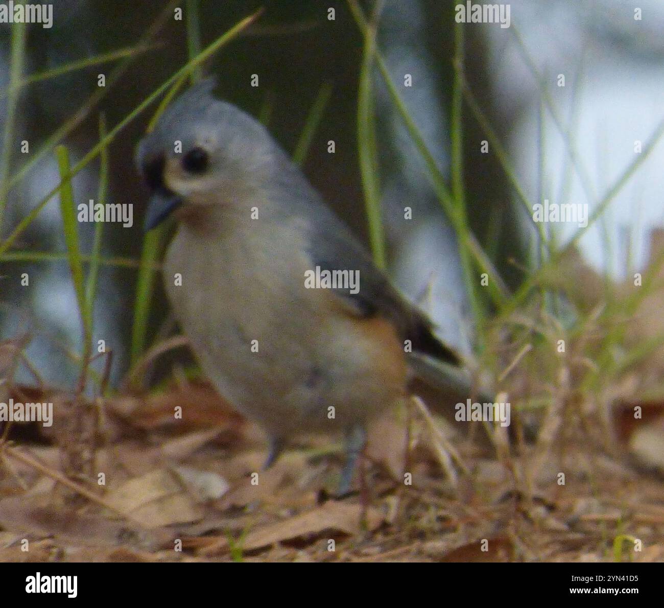 Tufted Titmouse (Baeolophus bicolor Stock Photo - Alamy