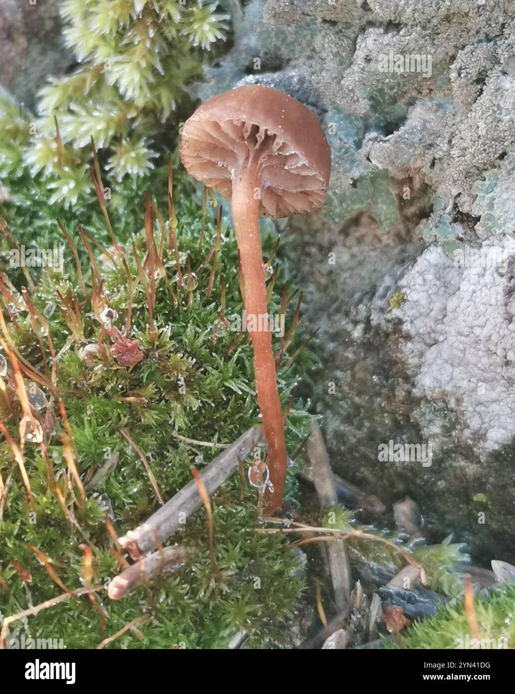 Twiglets hi-res stock photography and images - Alamy