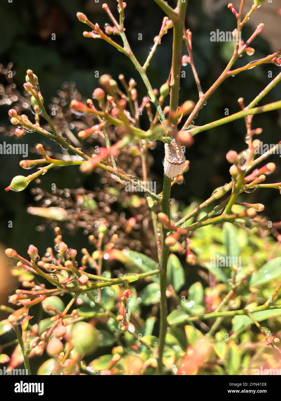 Cottony cushion scale (Icerya purchasi Stock Photo - Alamy