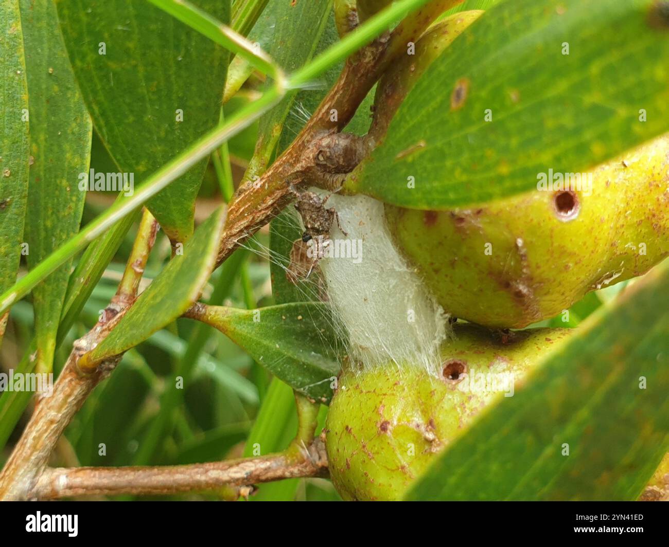 True Bugs, Hoppers, Aphids, and allies (Hemiptera Stock Photo - Alamy