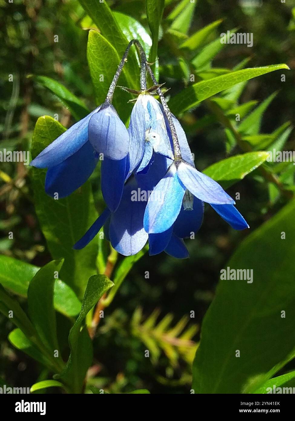 Australian Bluebell (Billardiera fusiformis Stock Photo - Alamy