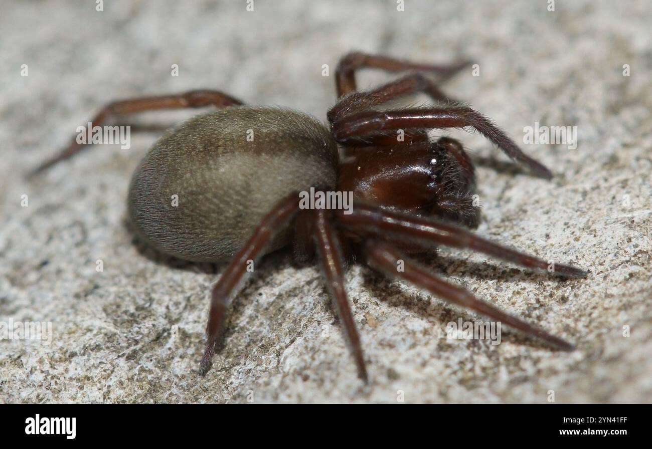 Rock Weavers (Titanoecidae Stock Photo - Alamy