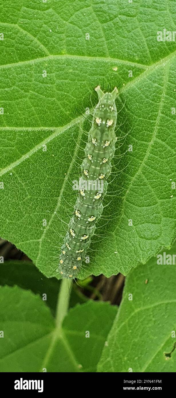 Transverse moth (Xanthodes transversa Stock Photo - Alamy