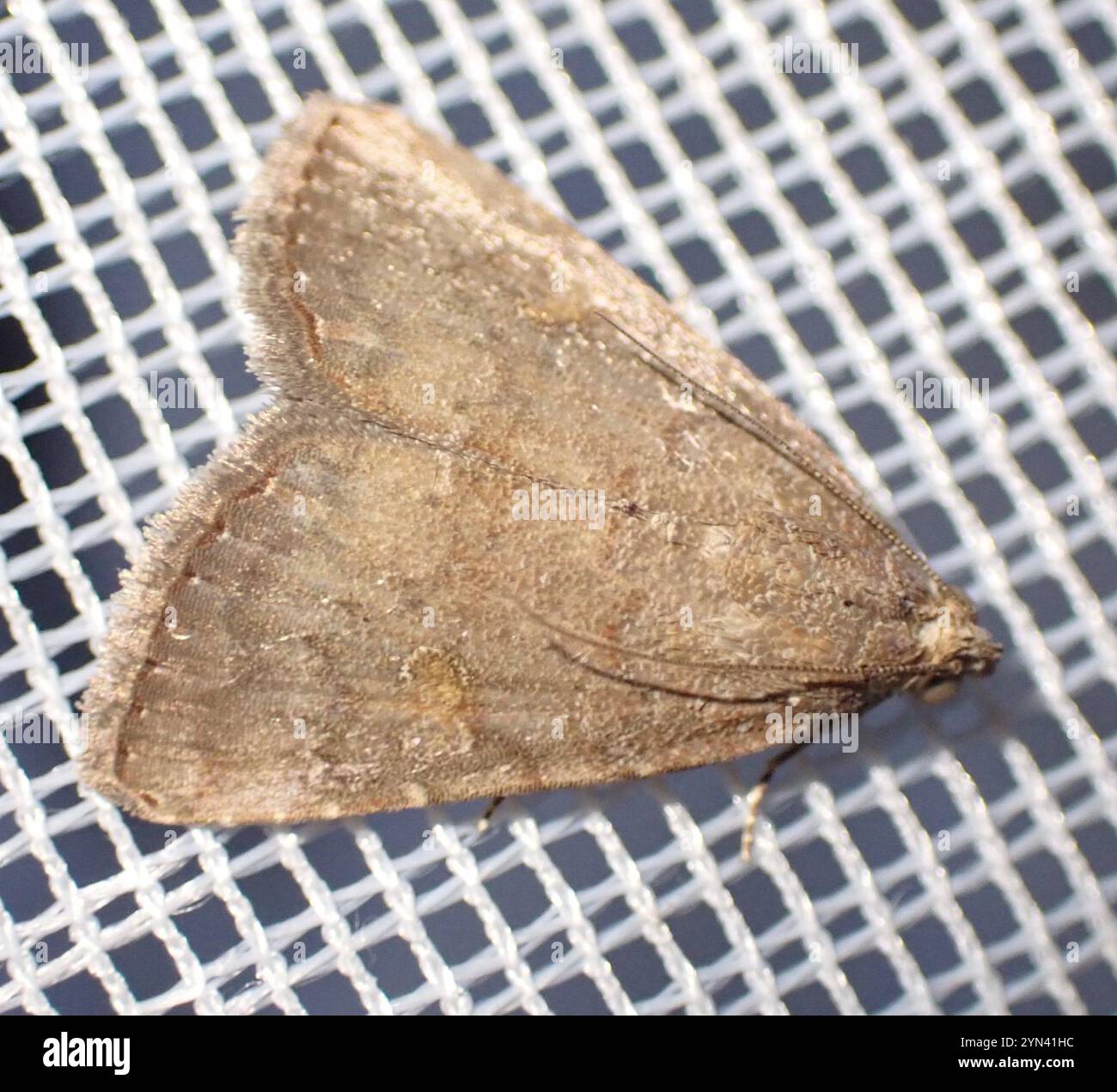 Owlet Moths and Allies (Noctuoidea Stock Photo - Alamy