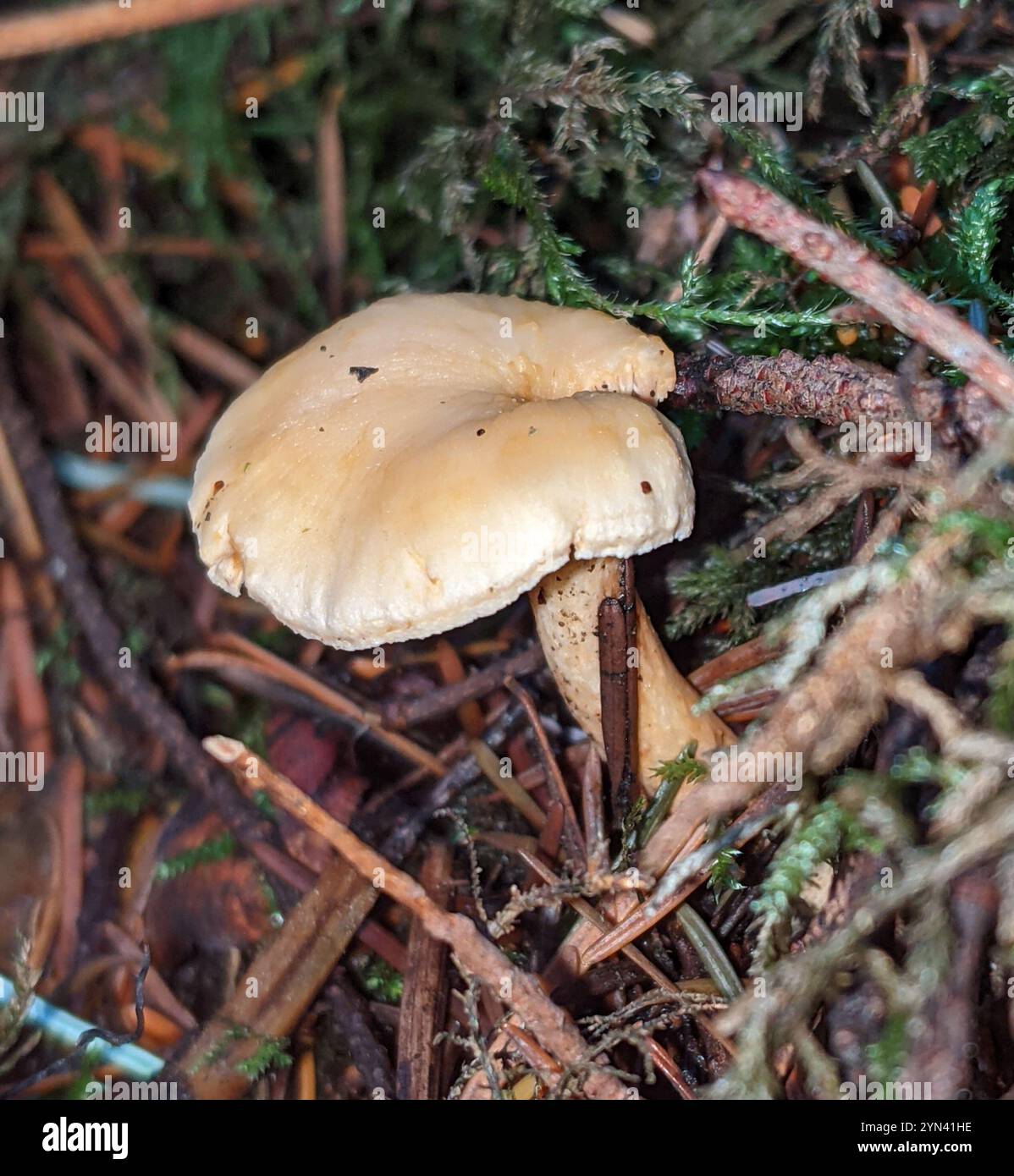 hedgehog mushrooms (Hydnum Stock Photo - Alamy