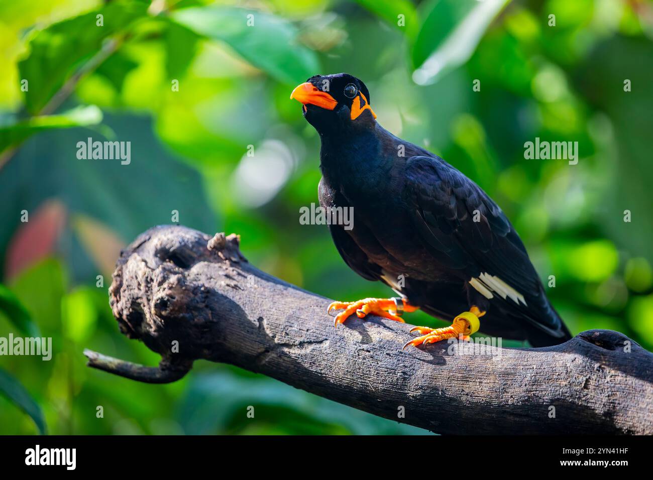The common hill myna (Gracula religiosa) is a member of the starling ...