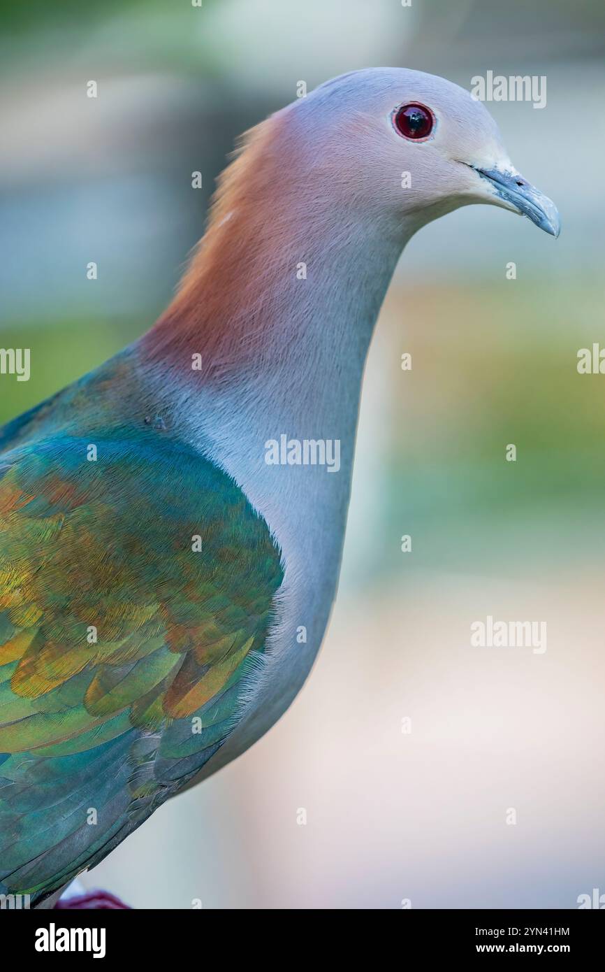 Green imperial pigeon subspecies hi-res stock photography and images ...