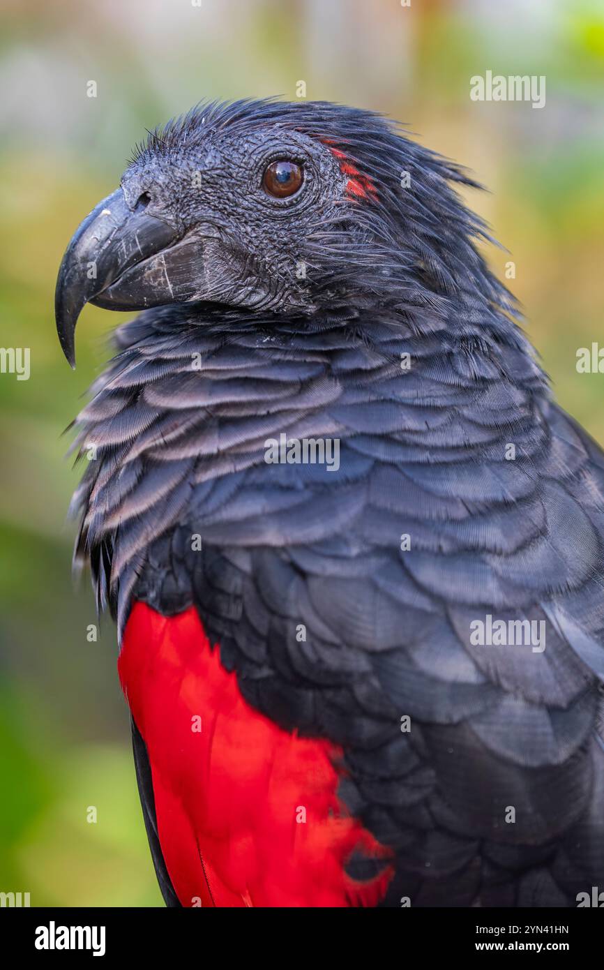 Pesquet's parrot (Psittrichas fulgidus) The only member of its genus ...
