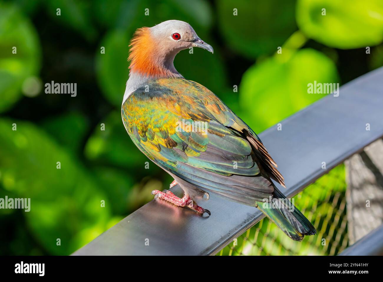 Green imperial pigeon subspecies hi-res stock photography and images ...