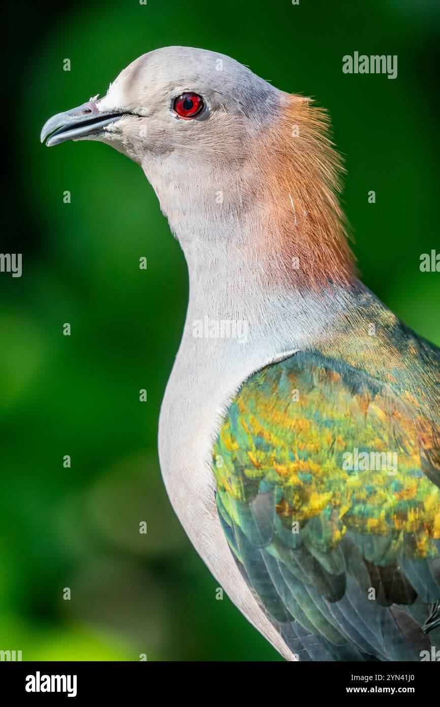 The chestnut-naped imperial pigeon (Ducula aenea paulina) stands on the ...