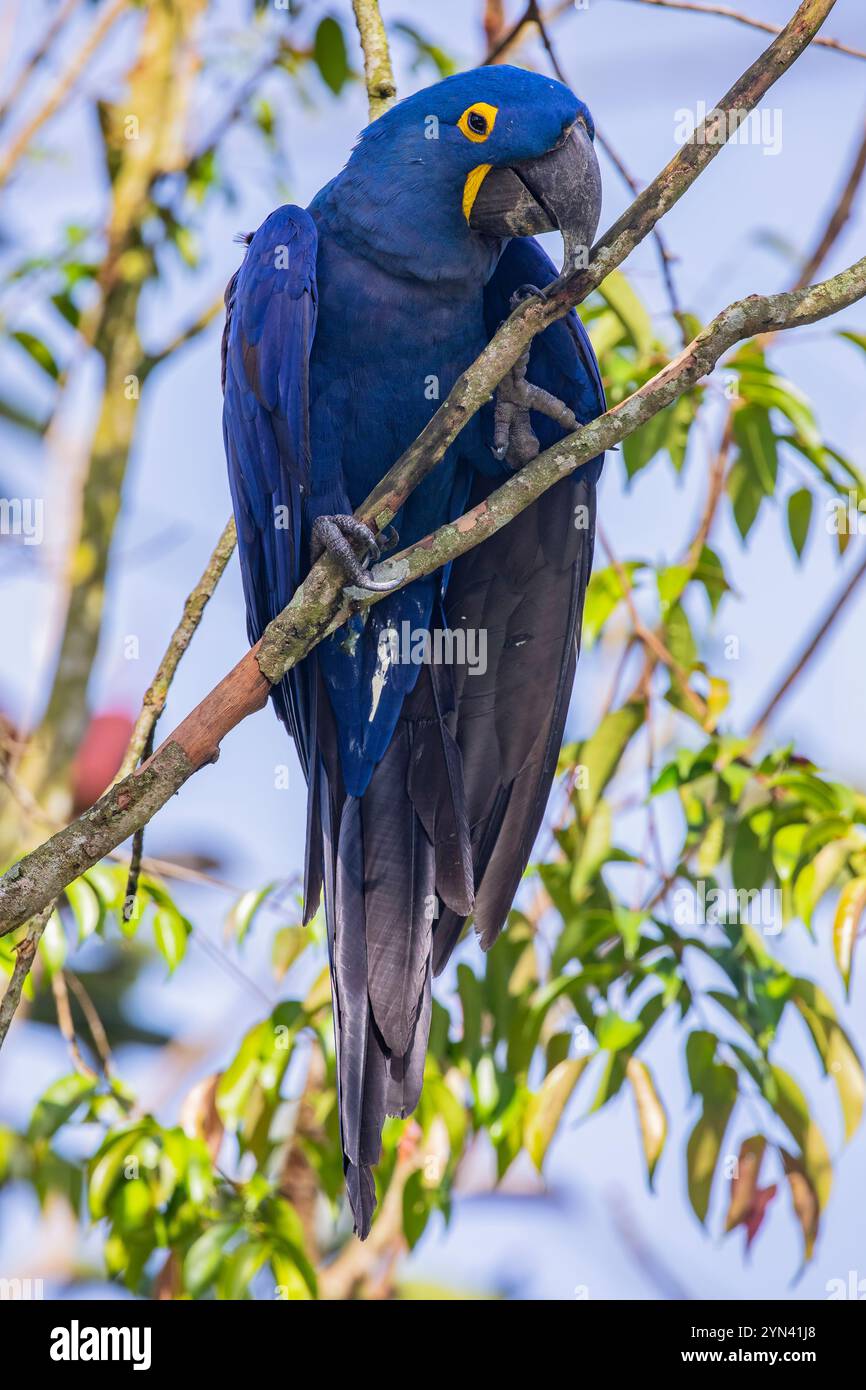The hyacinth macaw is a parrot native to central and eastern South ...
