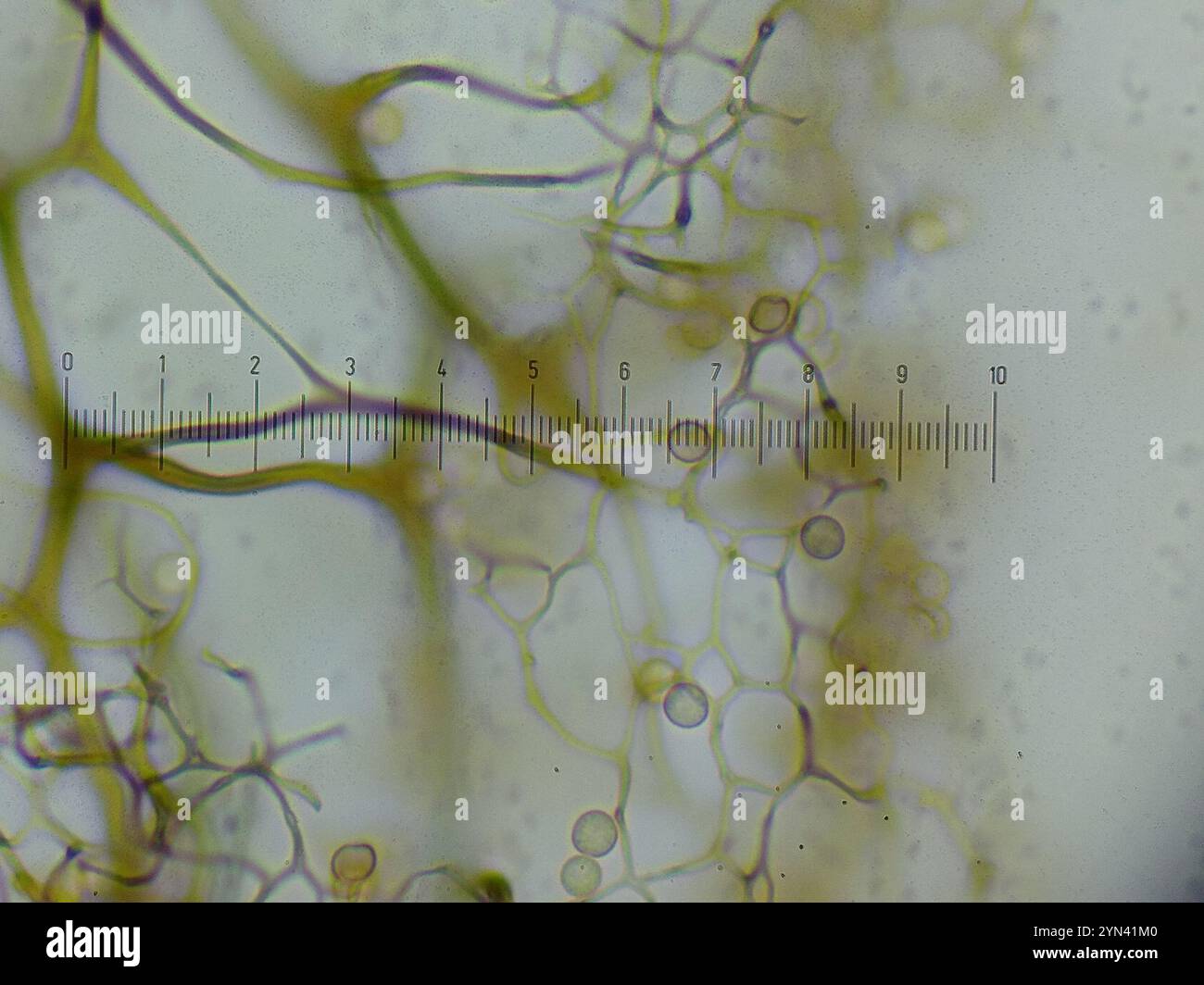 (Stemonitis axifera smithii Stock Photo - Alamy