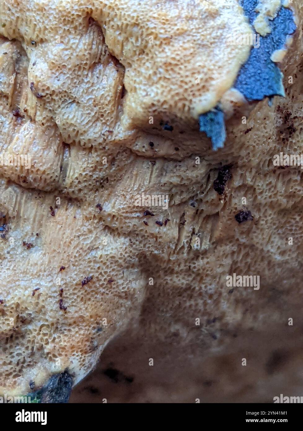 Stringy Butt Rot (Poriella subacida Stock Photo - Alamy