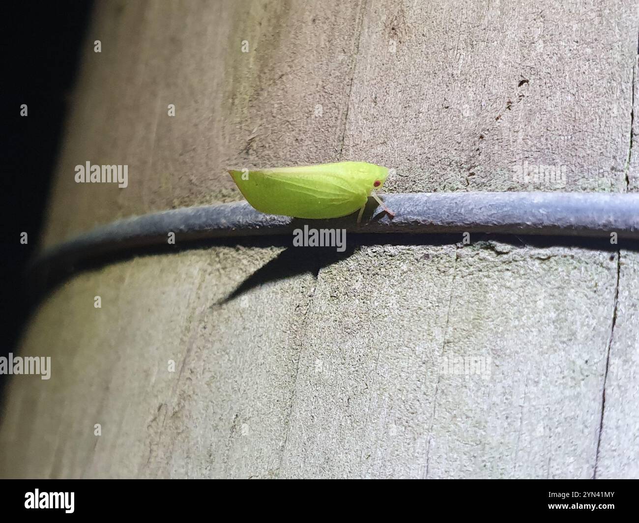 Torpedo Bug (Siphanta acuta Stock Photo - Alamy