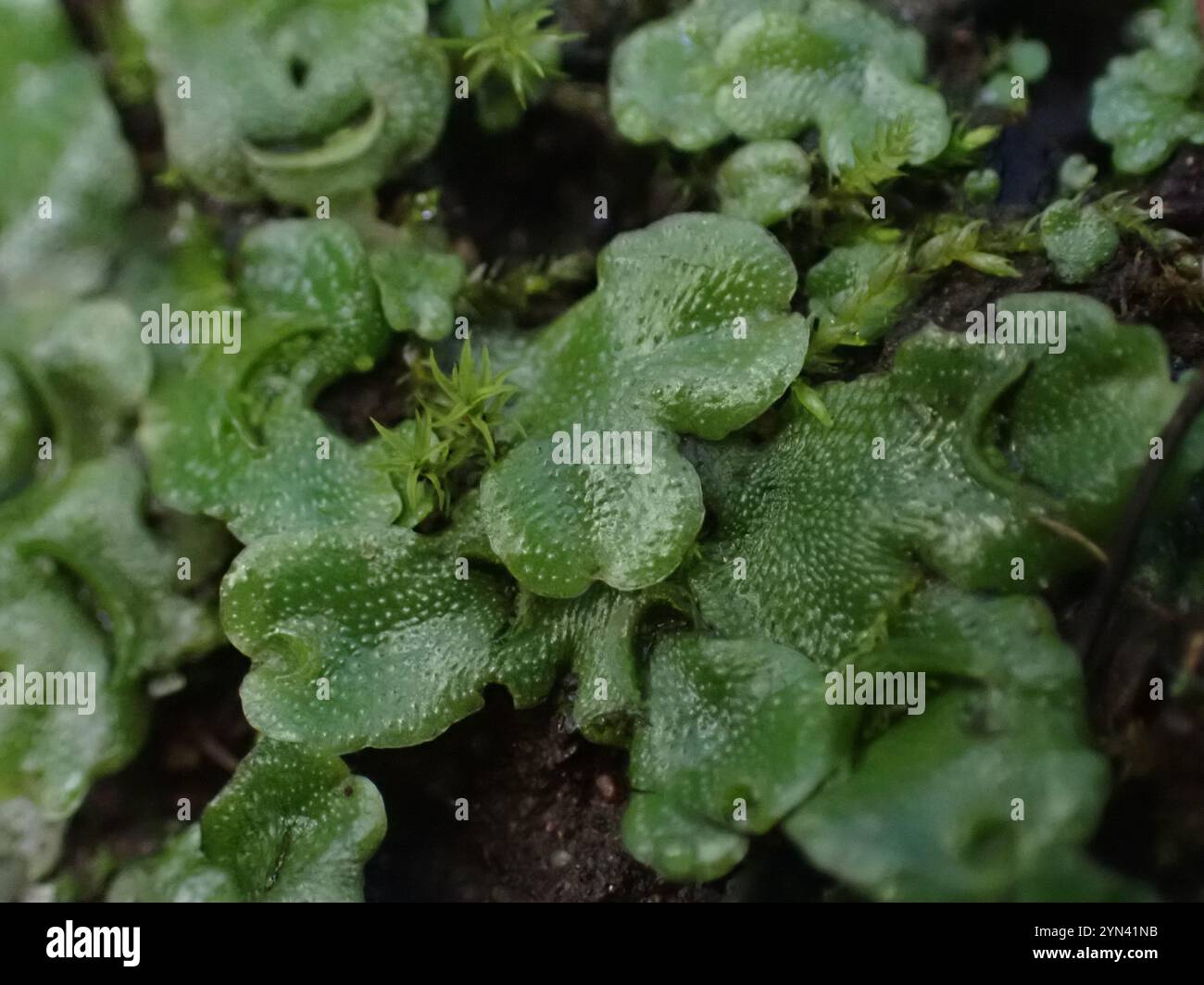 Crescent-cup liverwort (Lunularia cruciata Stock Photo - Alamy