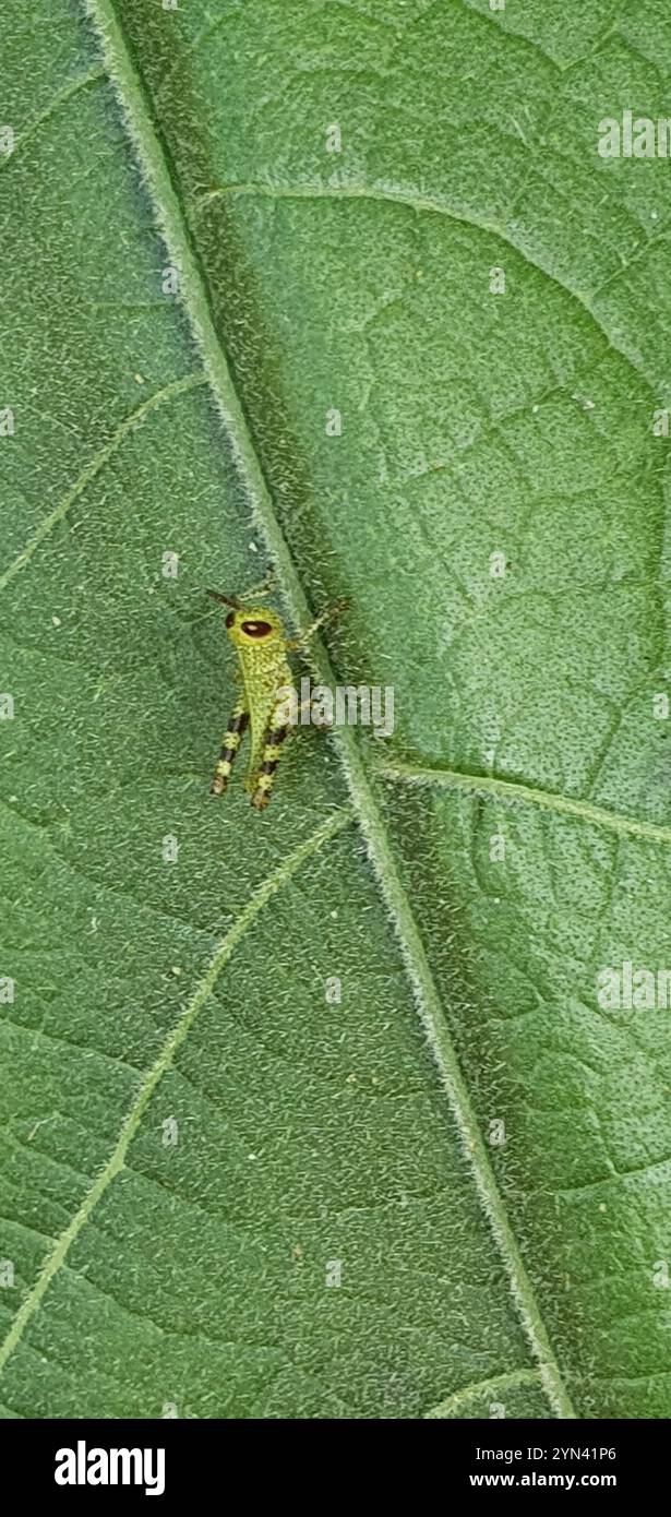Giant Grasshopper (Valanga irregularis Stock Photo - Alamy