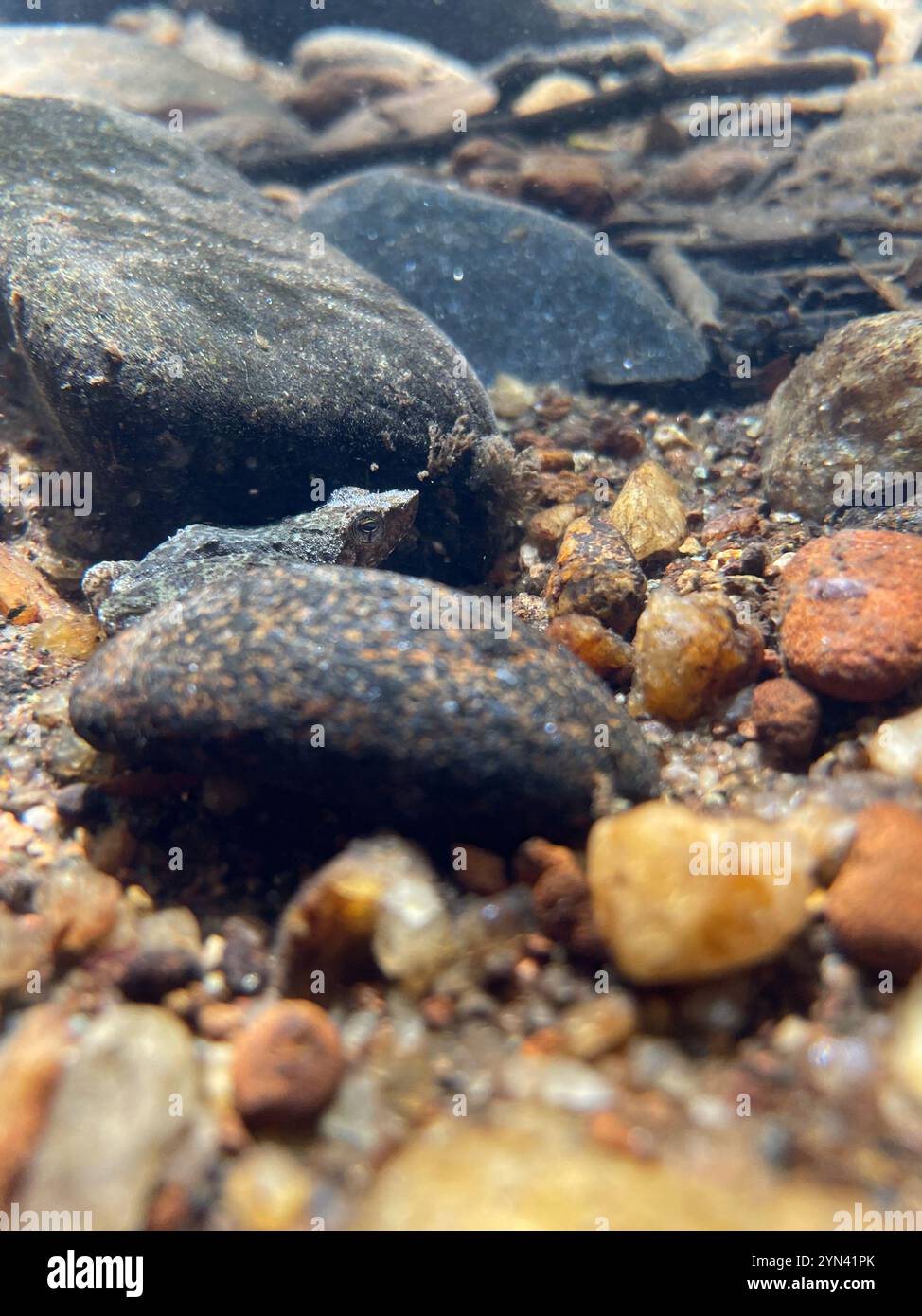 Kottigehara Dancing Frog (Micrixalus kottigeharensis Stock Photo - Alamy